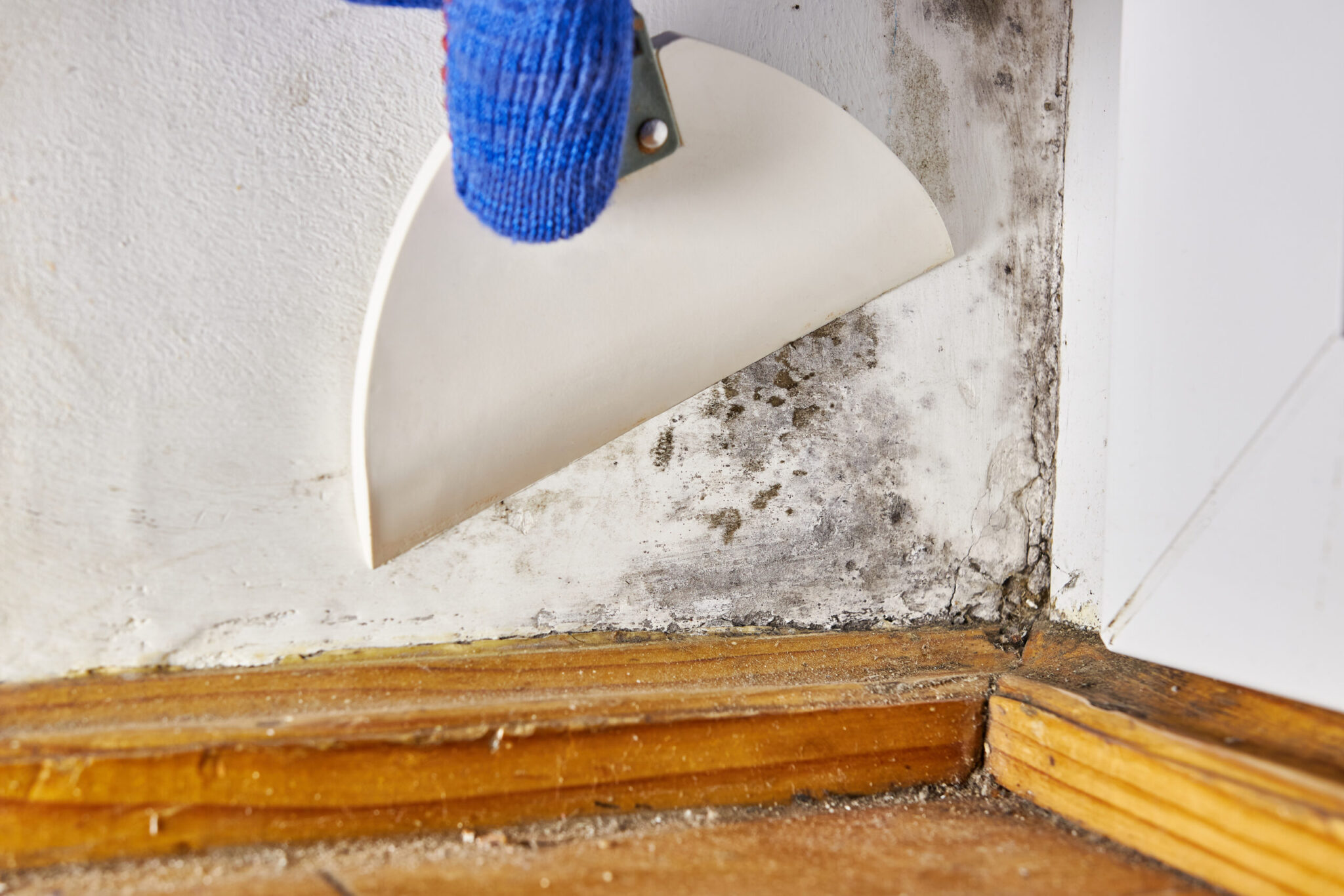 Mold Damage Removal in Gorham, ME | 24/7 Service